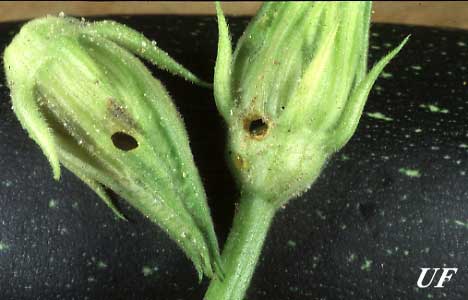 Biology and Management of Pickleworm and Melonworm in Organic Curcurbit Production Systems ...